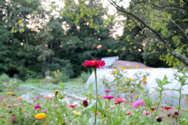 Coming Soon! – Amazing Heart Farm